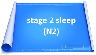 What is sleep architecture? (Stages and Cycles)