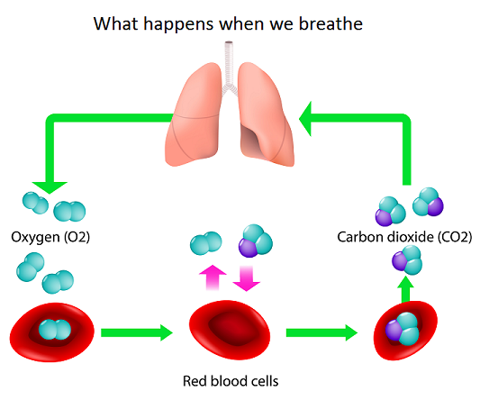 The different types of sleep apnea: Obstructive, Central and Mixed